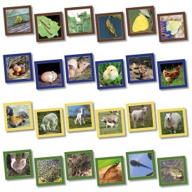 Animal Life Cycle Sequencing Cards | Educational Resources | Creative ...
