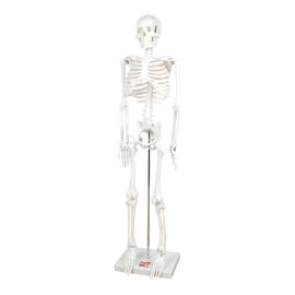 Boney Tony Half Sized Human Skeleton Model | Educational Resources ...